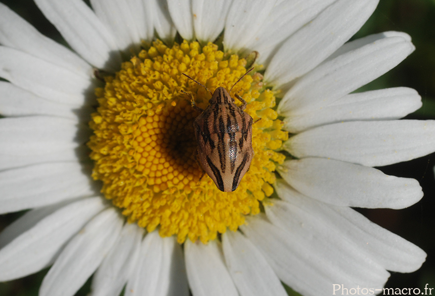 Photos d'insectes en particulier de coccinelles, carabes, charançons ...