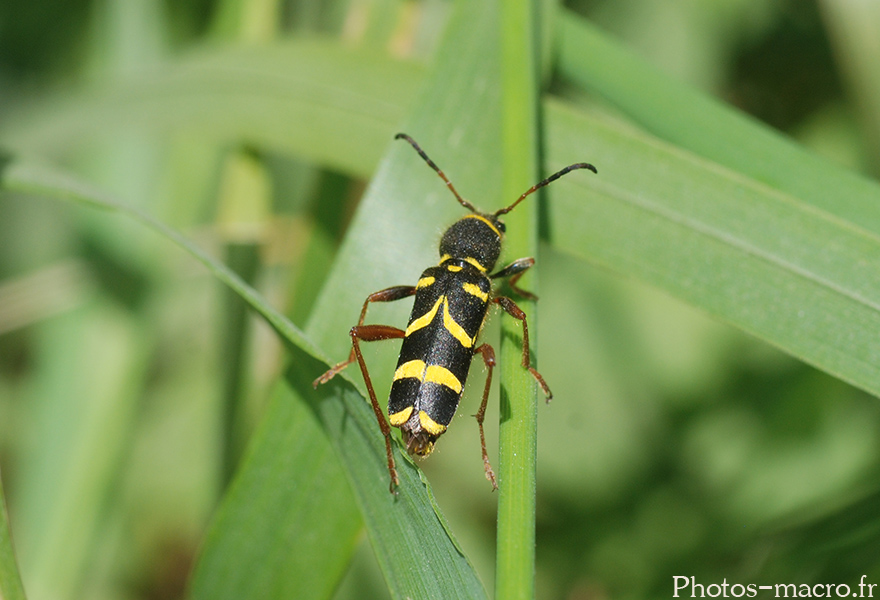 Clytus arietis - Le Clyte bélier | Cerambycidae