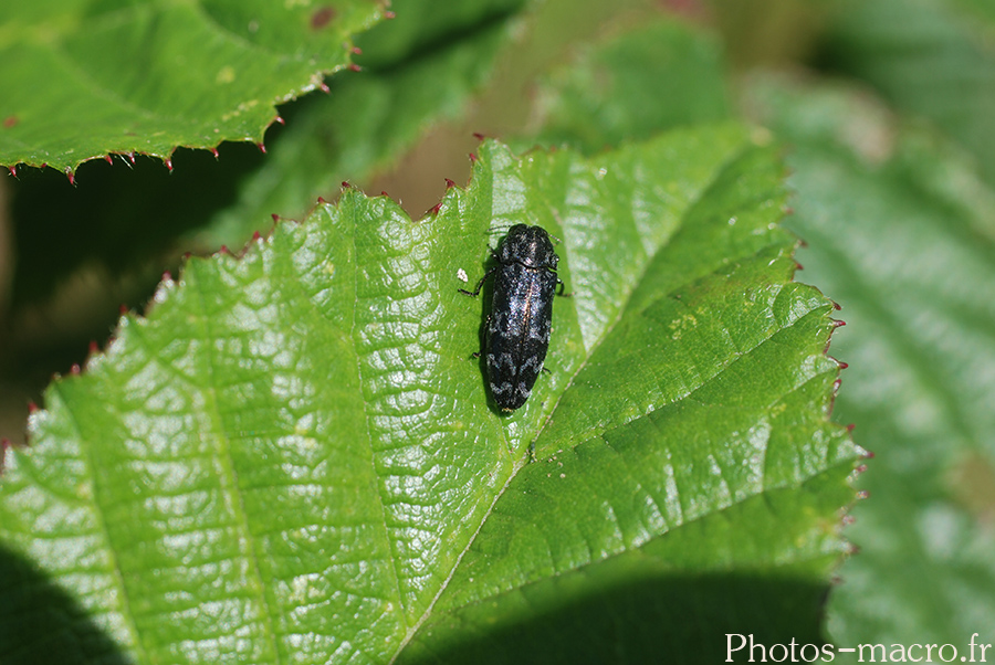 Coraebus rubi - Bupreste du rosier | Buprestidae