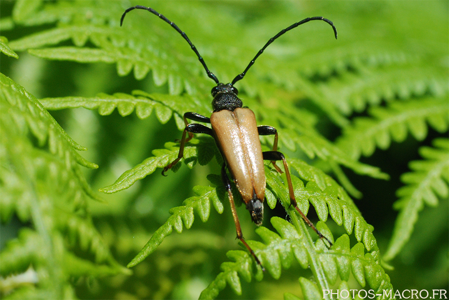 Anoplodera fulva - Lepture fauve | Cerambycidae