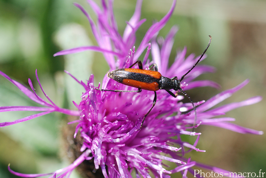 Leptura melanura (femelle) | Cerambycidae
